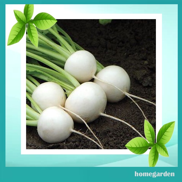 Jual Biji Lobak Putih Bulat Benih White Turnip Benih lobak tanaman ...