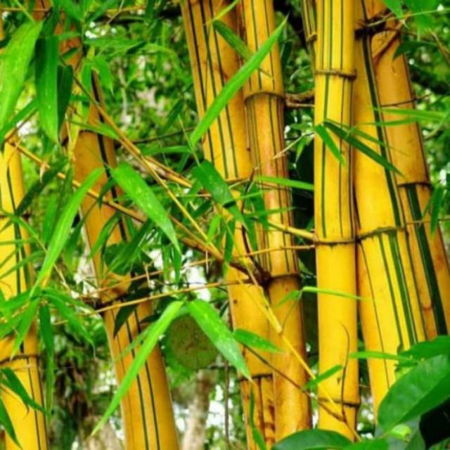 Jual Tanaman hias bambu kuning | Shopee Indonesia