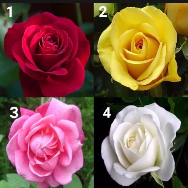 Ini Dia! 35+ Tanaman Bunga Mawar Mini Kekinian - Informasi Seputar ...