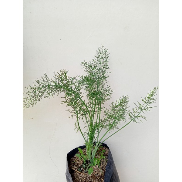 Jual Tanaman Daun Dill /adas sowa | Shopee Indonesia