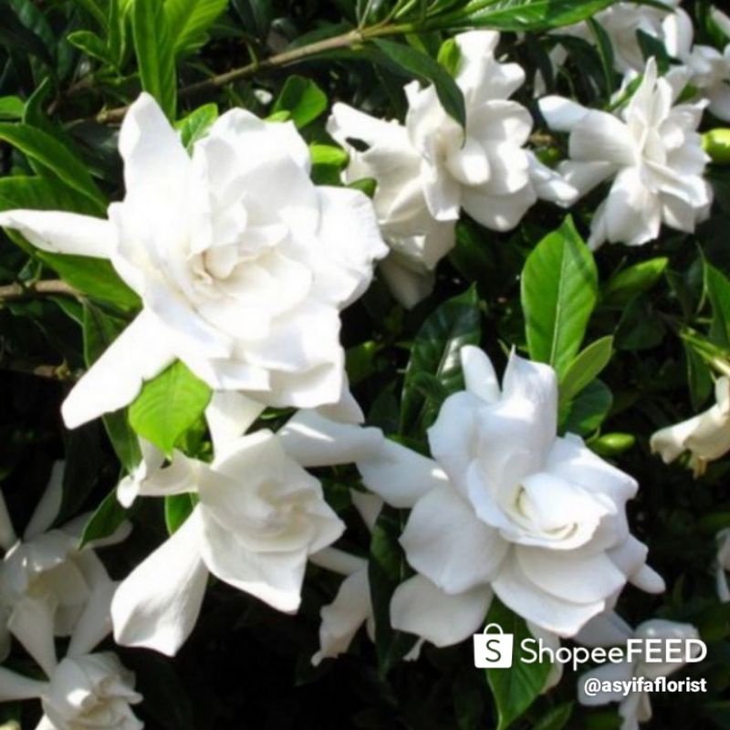 Jual bibit bunga ceplok piring bibit super dan wangi semerbak | Shopee ...