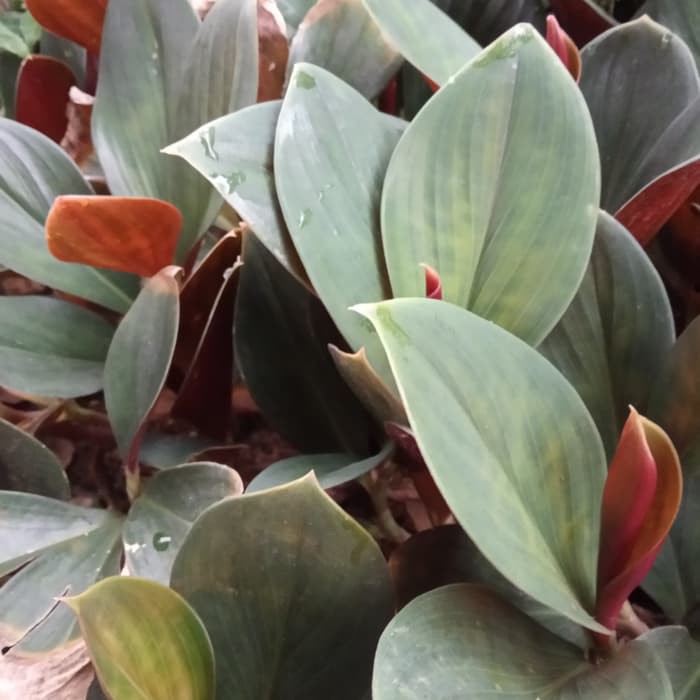 Jual tanaman hias pacing merah, tanaman pacing merah, pacing merah ...