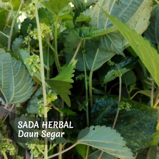 Jual Jual Daun Gatal Jelatang Segar 500 gram Murah | Shopee Indonesia