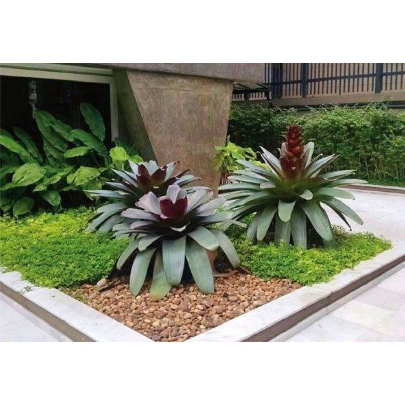 Jual Tanaman Hias Bromelia Giant Ukuran besar | Shopee Indonesia