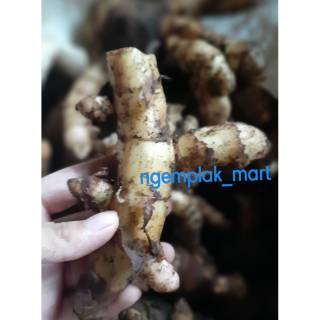 Jual Temu ireng/Temu hitam 250gram Curcuma aeruginosa | Shopee Indonesia