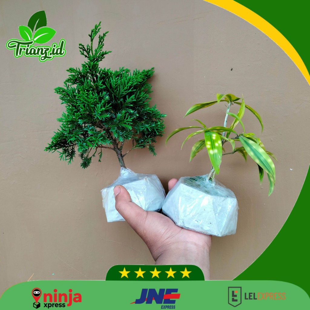 Jual bonsai pua pua+bambu kuning pakai pot appro besar / tanaman hias ...