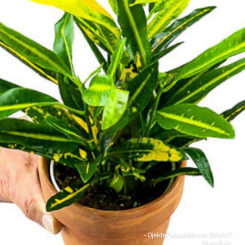 Jual Tanaman Hias Puring Kuning Hijau Dominan# Codiaeum Green#Croton ...