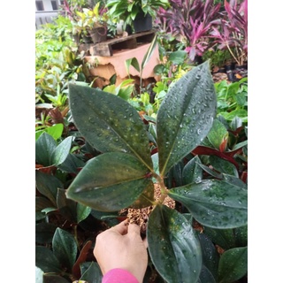 Jual Tanaman Pacing Merah - Pohon Pacing Merah - Tanaman Herbal Pacing ...