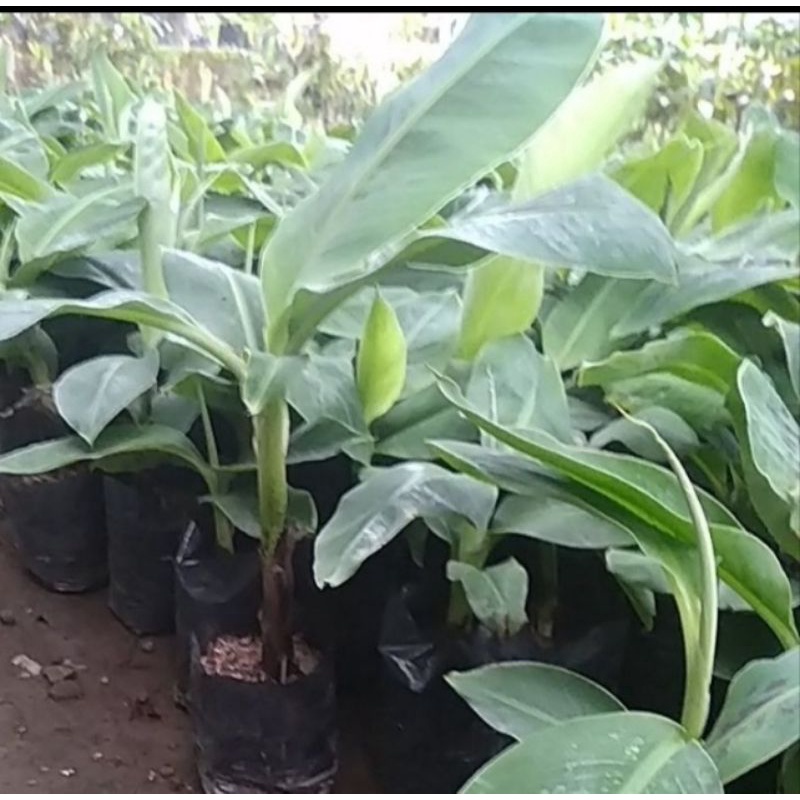Jual Bibit pisang raja sajen pisang spesial dari jawa | Shopee Indonesia