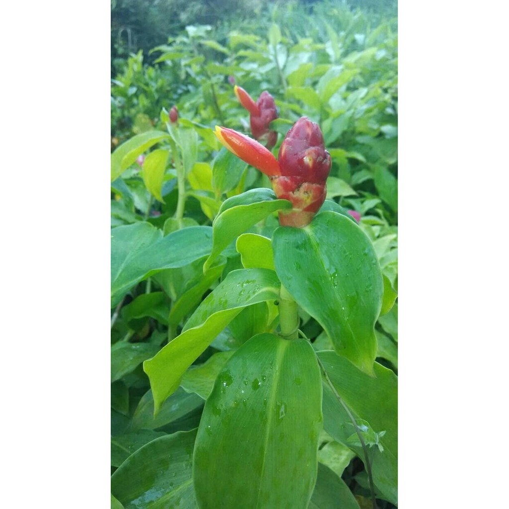 Jual tanaman pacing pentul Indonesia|Shopee Indonesia