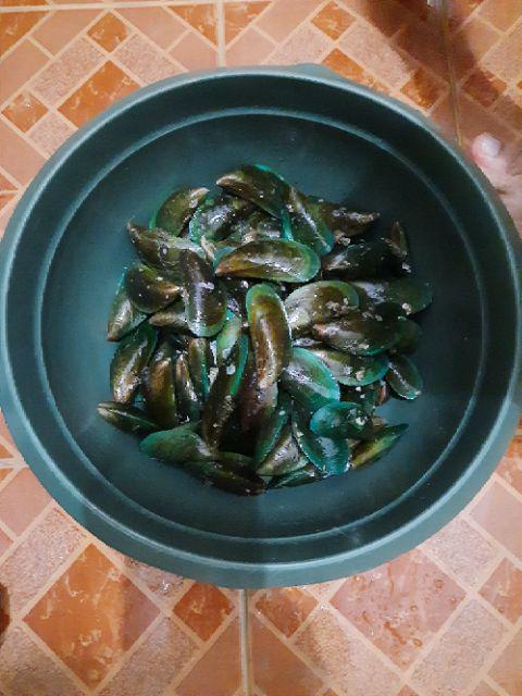 Kerang Hijau Fresh Hidup - Seafood Kerang | Shopee Indonesia