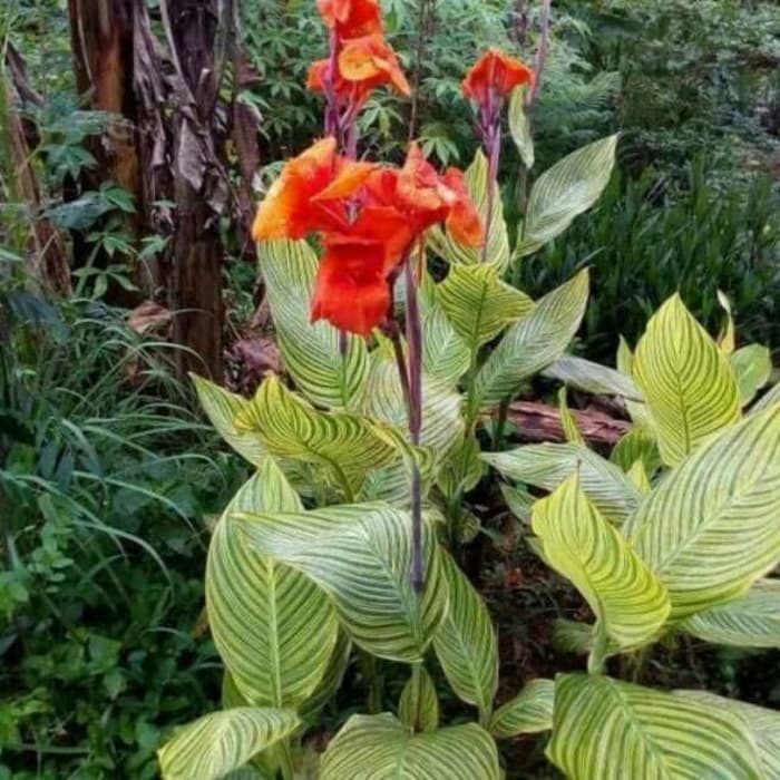 Jual Tanaman bunga kana varigata - Pohon bunga kana varigata Indonesia ...