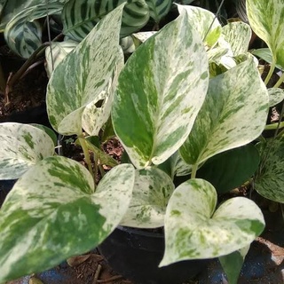 Jual Tanaman Hias sri Gading Varigata - Tanaman gantung (tanaman hidup ...