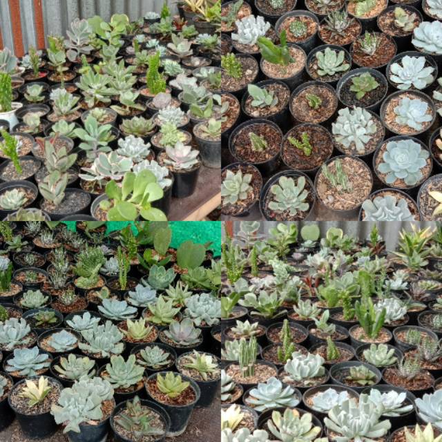 Jual paket sekulen mini 30 pcs tanaman saja | Shopee Indonesia