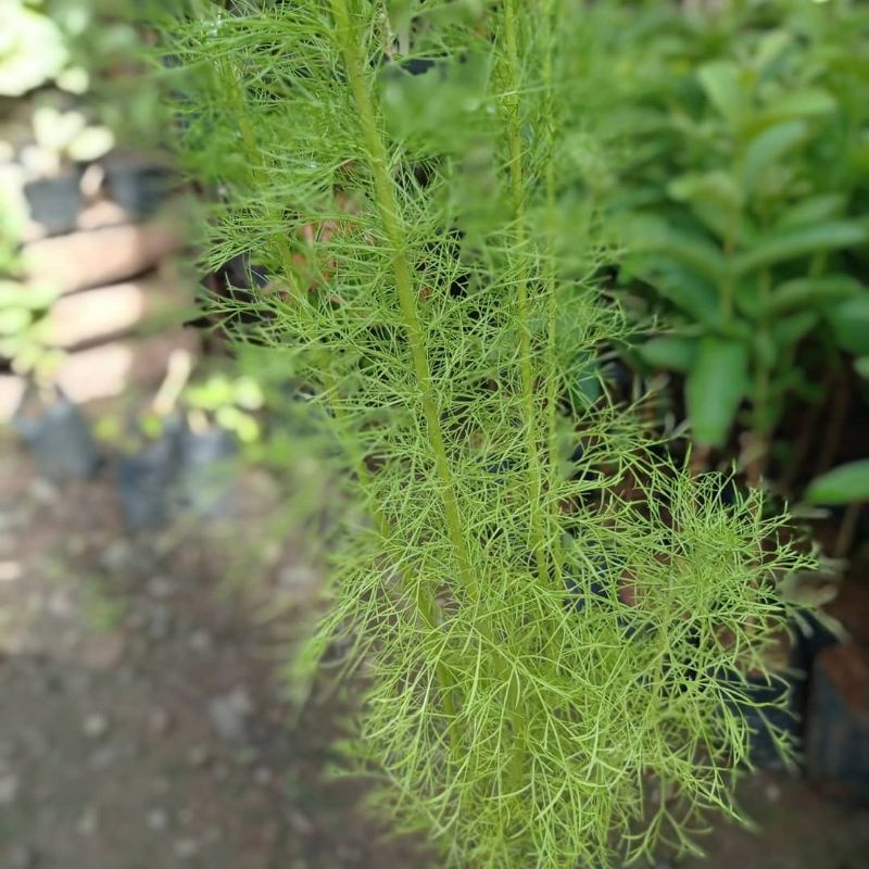 Jual tanaman hias cemara angin - pohon Cemara air - Cemara | Shopee ...