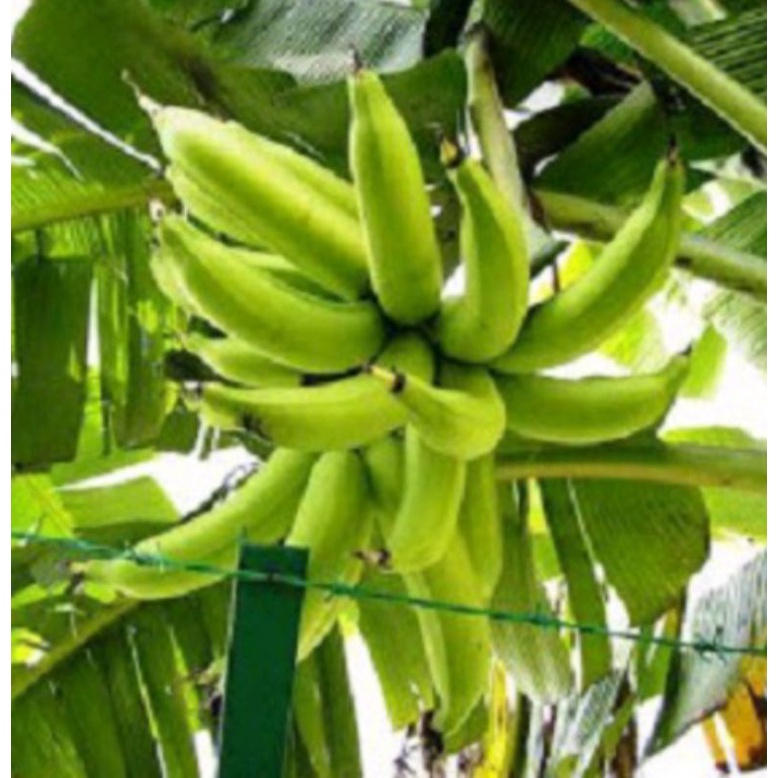Jual Bibit buah pisang tanduk pisang byar hasil anakan bonggol buah ...