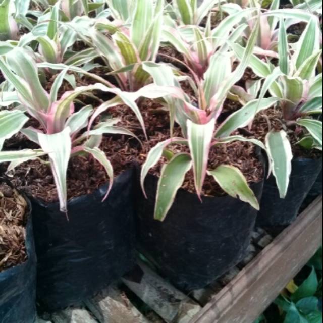 Jual Tanaman hias bromel tricolor atau pohon nanas hias | Shopee Indonesia