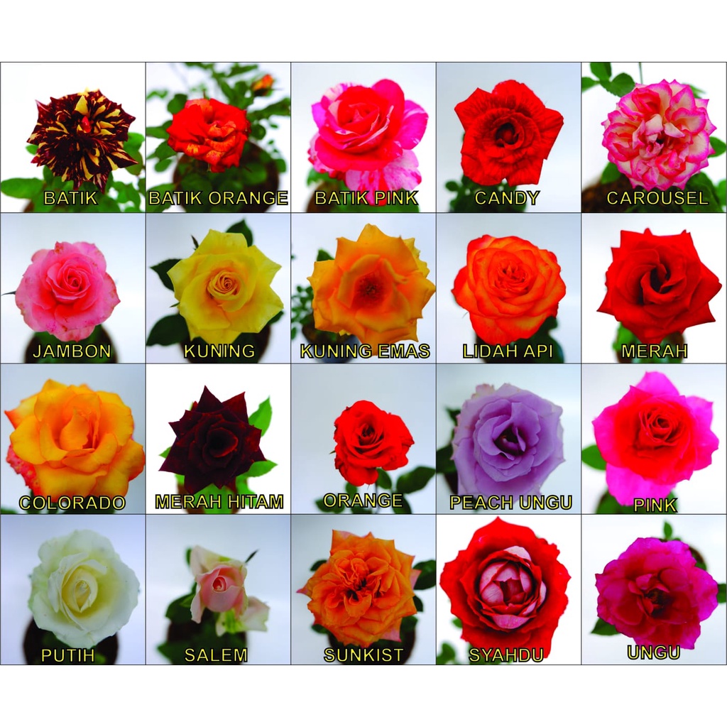 Harga bunga mawar hidup pertangkai Terbaru Jan 2026 | BigGo Indonesia