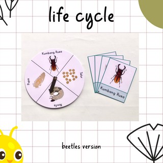Jual Flashcard Life Cycle Daur Hidup Hewan Kupu-kupu Lebah Serangga ...