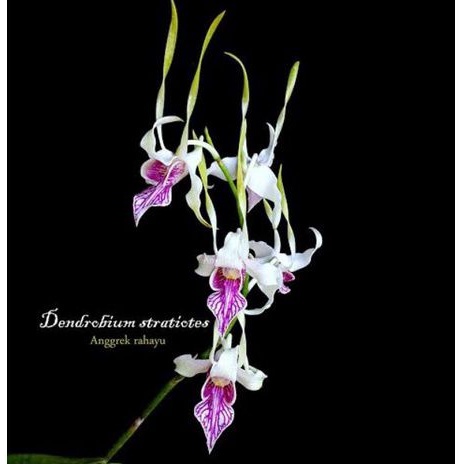 Jual Anggrek dendrobium stratiotes remaja | Shopee Indonesia