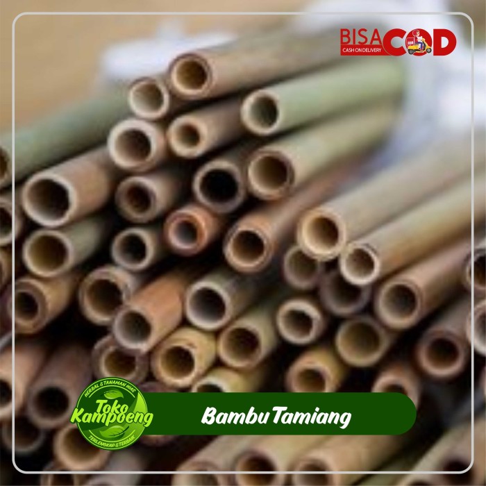 Jual Bambu Tamiang - Untuk Mainan Sumpit | Shopee Indonesia