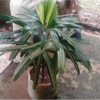 Jual tanaman hias palem regu variegata _ palem jari variegata Indonesia ...