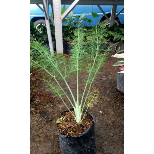 Jual Tanaman herbal pohon Adas | Shopee Indonesia