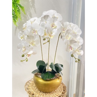 Jual BUNGA ANGGREK LATEX VAS GOLD/ ANGGREK LATEX VAS CENDOL/ ANGGREK ...