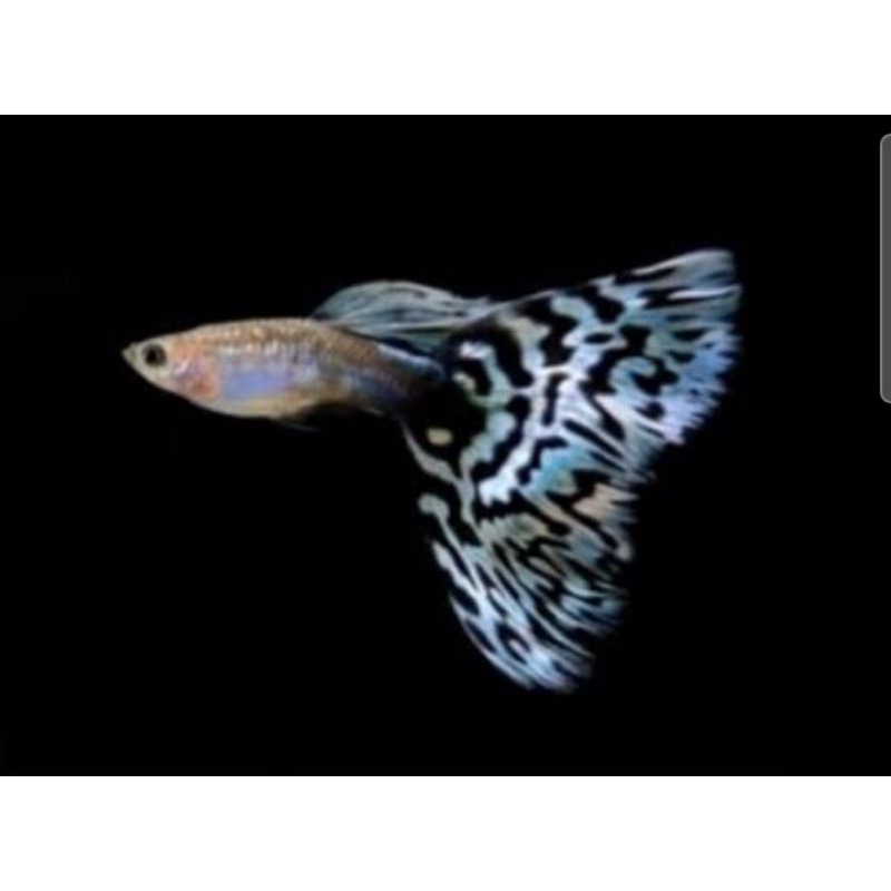 Jual guppy blue mozaik sepasang indukan murah | Shopee Indonesia