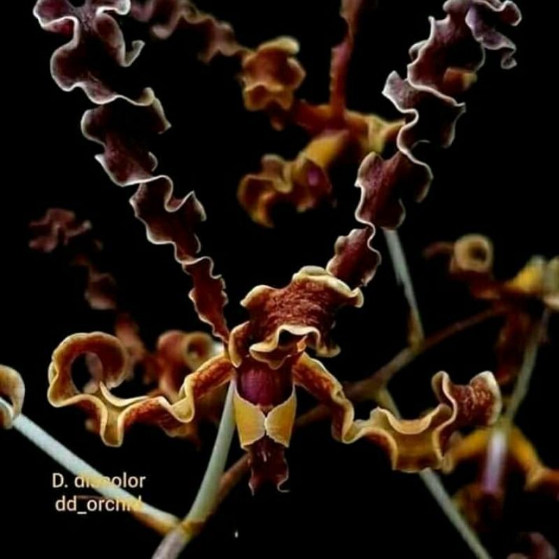 Jual benih anggrek dendrobium discolor | Shopee Indonesia