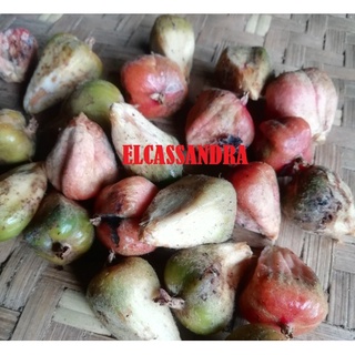 Jual Buah asam cikala patikala buah kecombrang 1kg | Shopee Indonesia