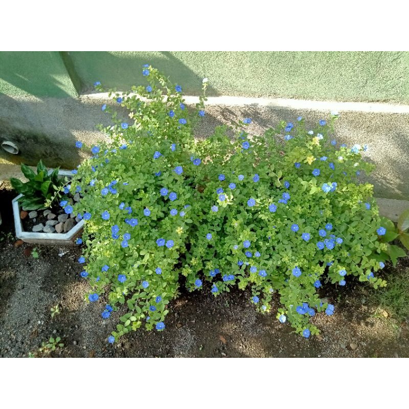Jual Bunga Blue eyes atau Baby Blue | Shopee Indonesia