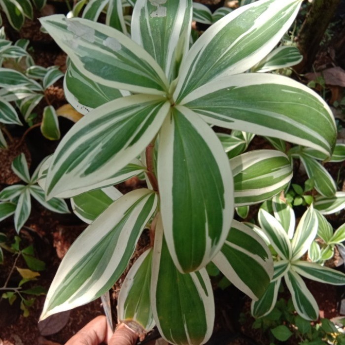 Jual Tanaman Hias Pacing Pentul Varigata | Pohon Pacing Pentul Varigata ...