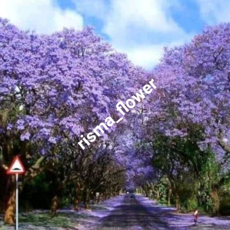 Jual POHON TABEBUYA BUNGA UNGU ( BIBIT TANAMAN HIAS ) | Shopee Indonesia