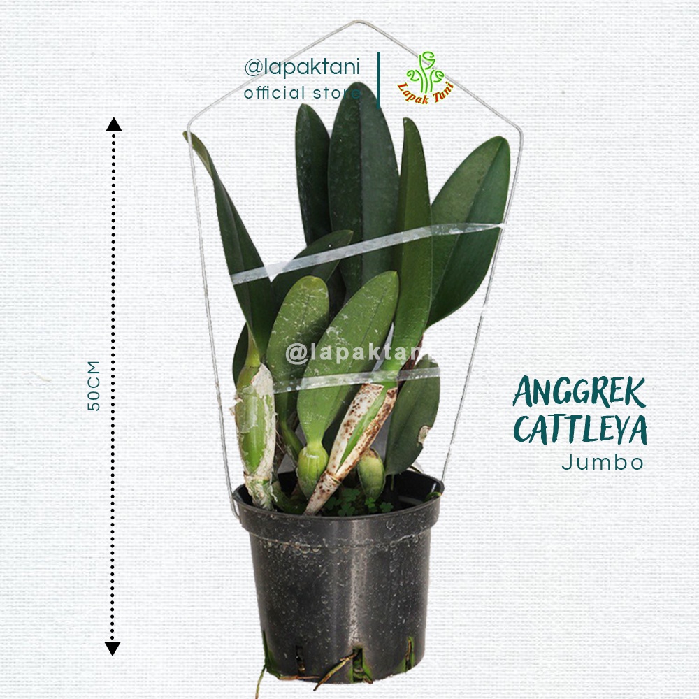 Jual Anggrek Cattleya Dewasa Plant JUMBO hybrid bunga besar/Cattleya ...