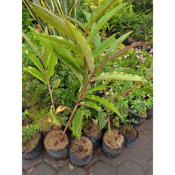 Jual Tanaman Bunga Kecombrang, kantan , bunga honje~Etlingera elatior ...