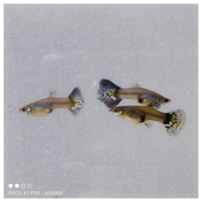 Jual Ikan hias Guppy Dragon betina | Shopee Indonesia