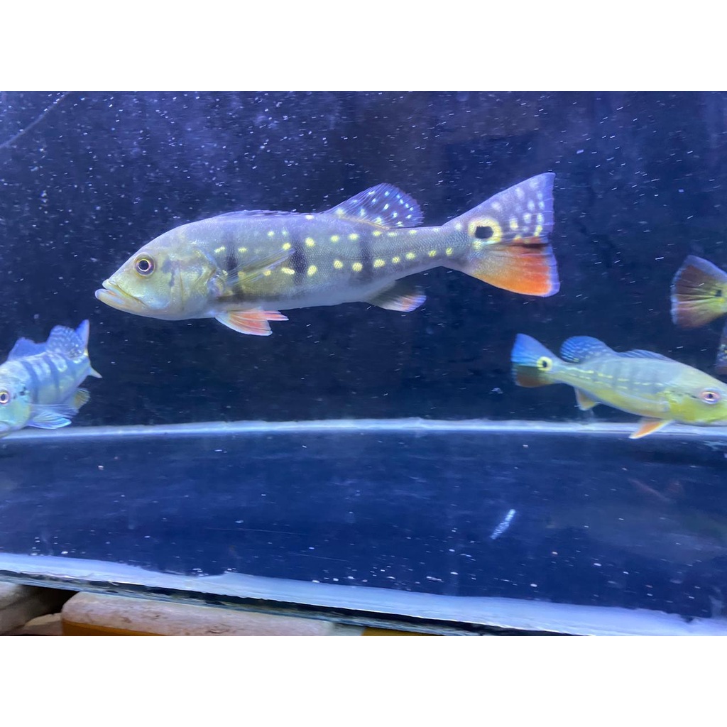 Harga Temensis Terbaru Mei 2022 | BigGo Indonesia