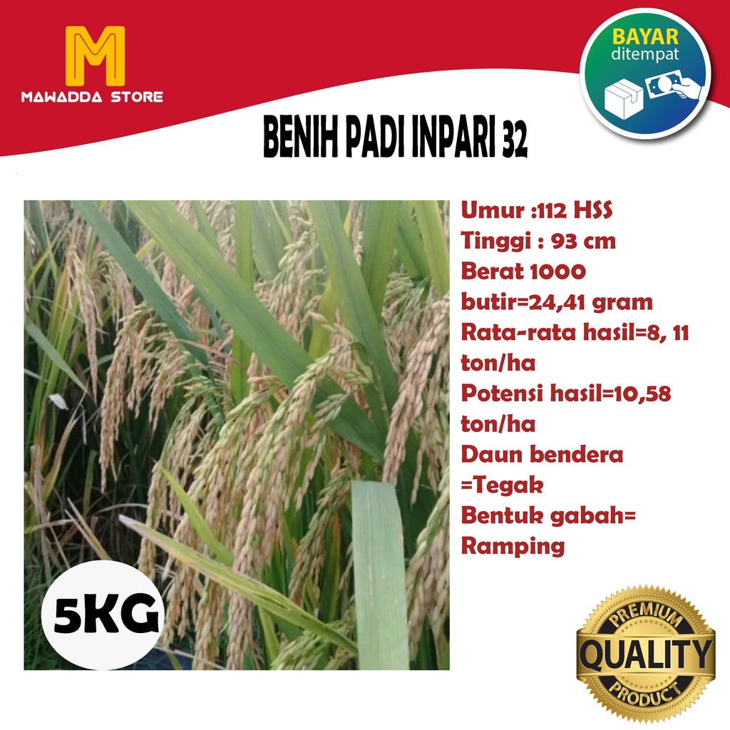 Jual Benih Padi Unggul Inpari 32 SS Premium Quality Indonesia|Shopee Indonesia