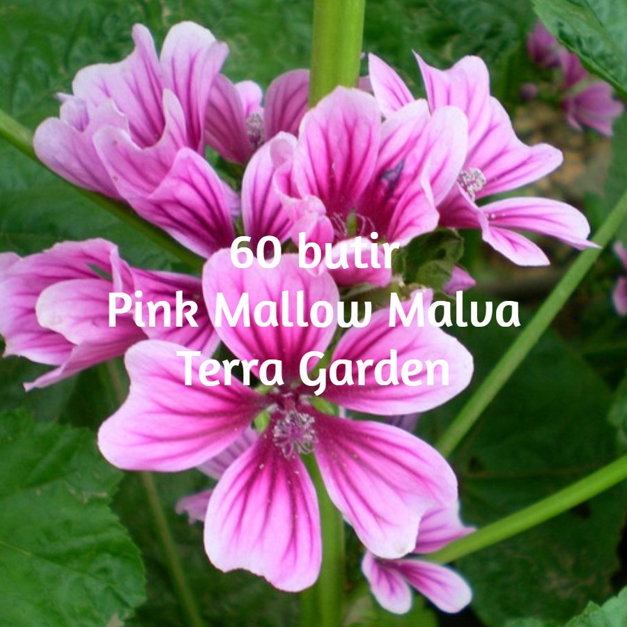 Jual Biji Benih Bunga Purple Pink Mallow Malva sinensis Tanaman Hias ...
