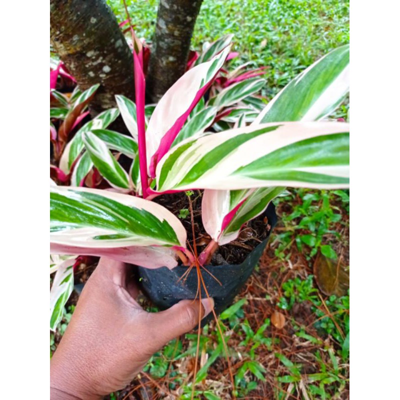 Jual Calathea Maranta Bali - Tanaman Hias | Shopee Indonesia