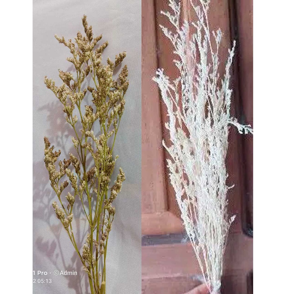 Harga bunga putih kering Terbaru Jun 2025 | BigGo Indonesia