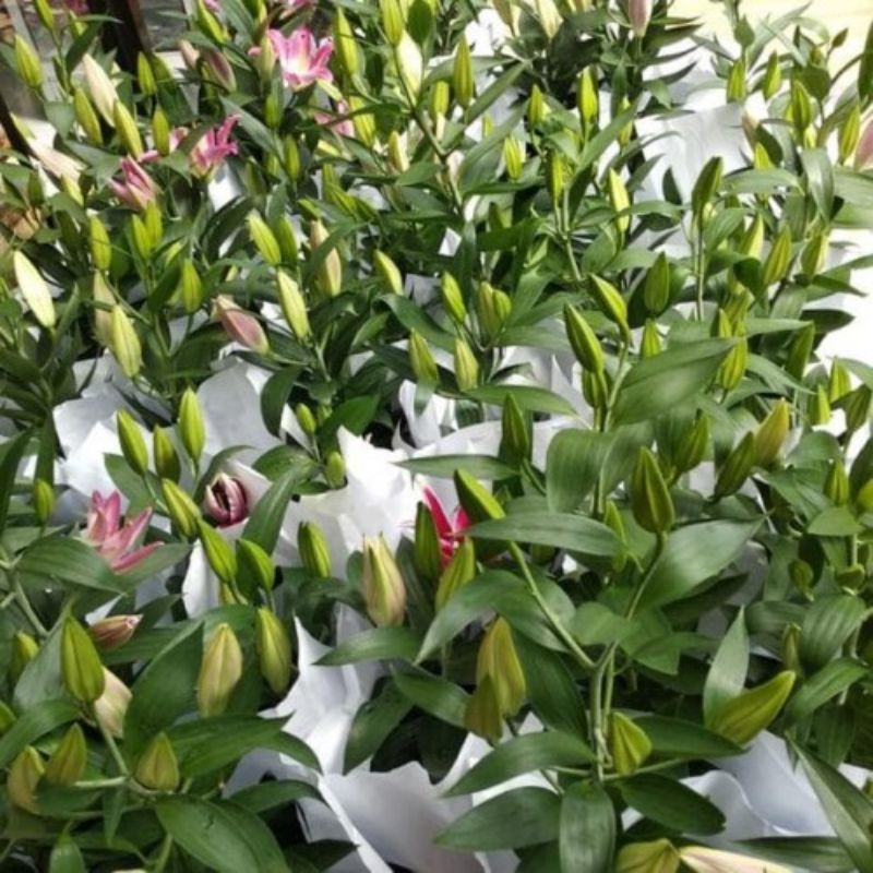 Jual Bibit tanaman lily casablanca sudah berakar rimbun Indonesia ...