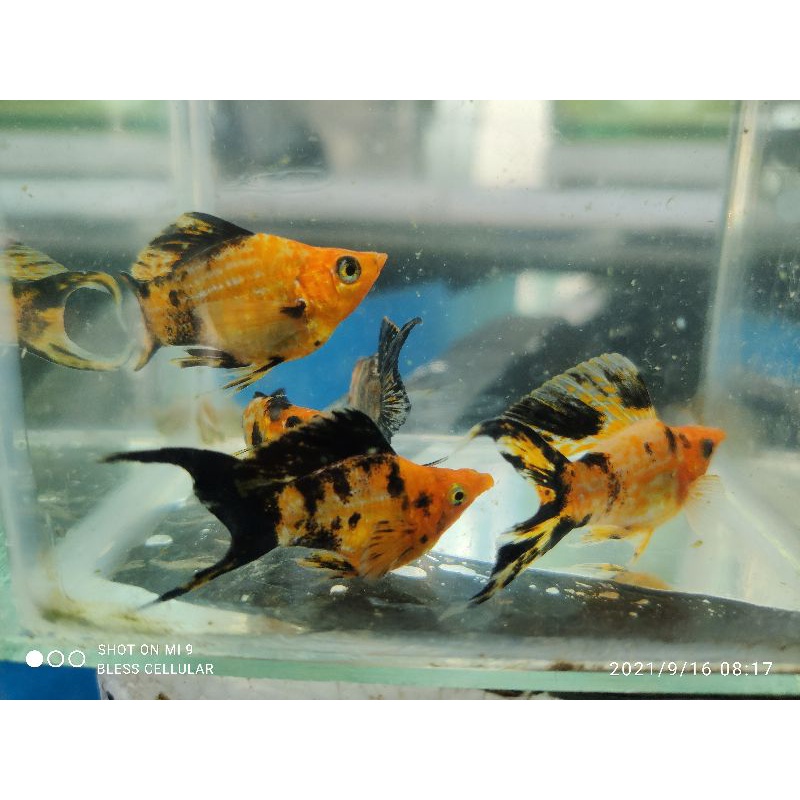 Jual ikan moli molly lyretail cagak cawang | Shopee Indonesia