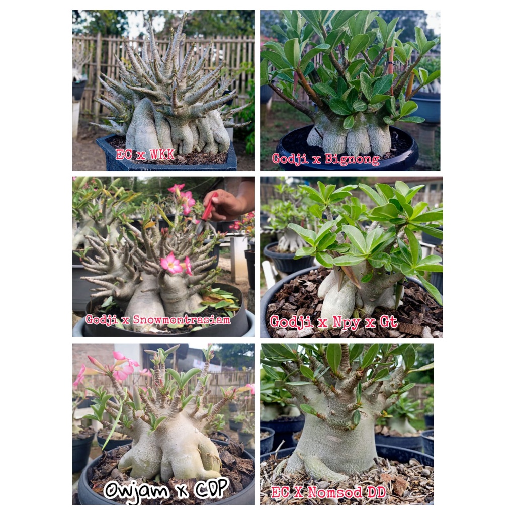 Jual Benih Biji Adenium Arabikum Hibrid Godji Nomsod Red Brecelet ...