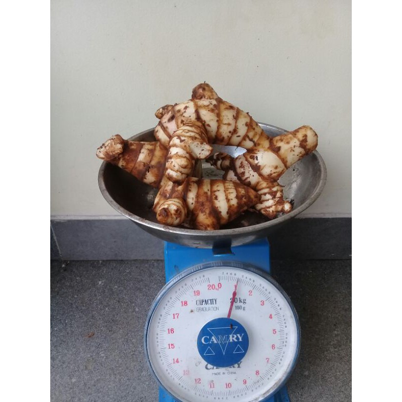 Jual Ubi ganyong .ganyol putih segar 1kg Indonesia|Shopee Indonesia