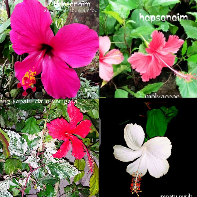 Jual Tanaman kembang Sepatu bunga Sepatu Merah Varigata Putih Jambon ...