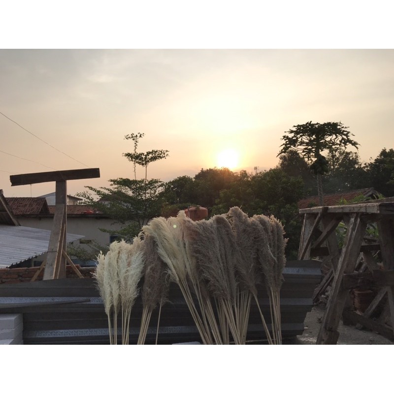 Jual Pampas Grass Harga per 10 Pcs | Shopee Indonesia