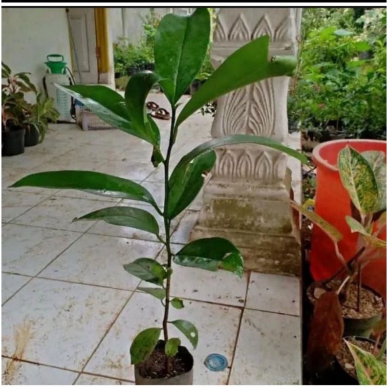 Jual BIBIT HUNI BUNI BIBIT LANGKA | BIBIT POHON HUNI BUNI | Shopee Indonesia