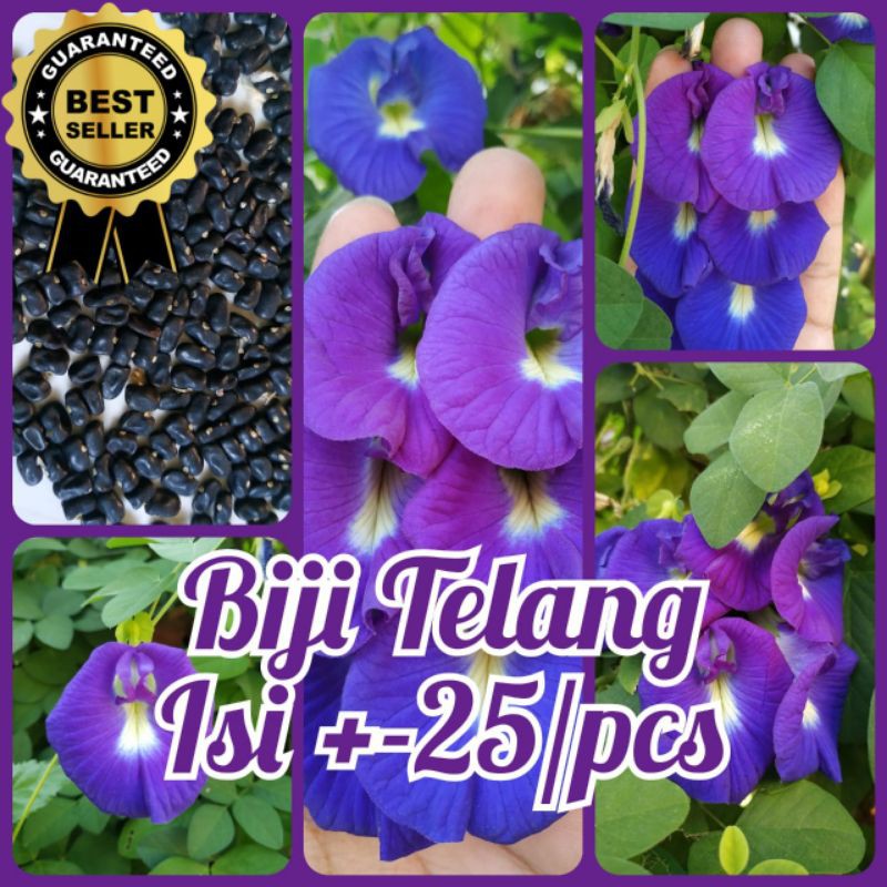 Jual Biji Bunga Telang isi 25 pcs flower seeds benih tanaman hias taman ...